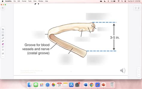 Test Typical Rib Diagram Quizlet