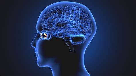 3d 렌더링 뇌 해부학의 의학적으로 정확한 그림 측면 심실 과학에 대한 스톡 사진 및 기타 이미지 과학 대뇌 사람 뇌 Istock