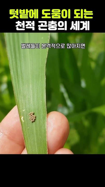 먹고 먹히는 텃밭 생태계를 이용해보자🐞천적농법 친환경농업 Farming Youtube