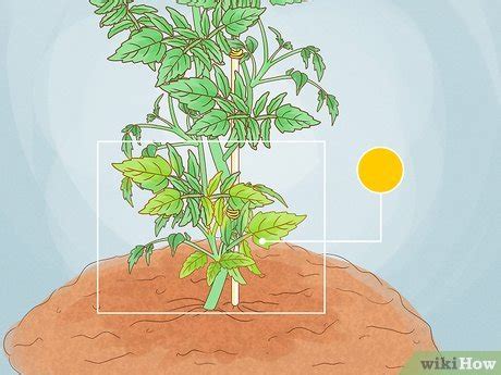 How To Prune Tomatoes 9 Steps With Pictures WikiHow