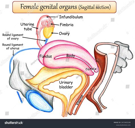 Female Genital Sex Organsovaryuterine Fallopian
