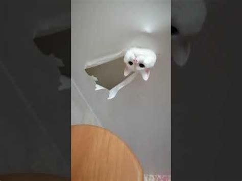 кот на потолке 😂 - YouTube