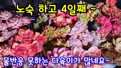 베란다 다육이 노숙 4일째 🌺 물반응 못하는 다육이가 보여요~올해는 뿌리활착이 늦는 다육이가 많아요~😆 Youtube