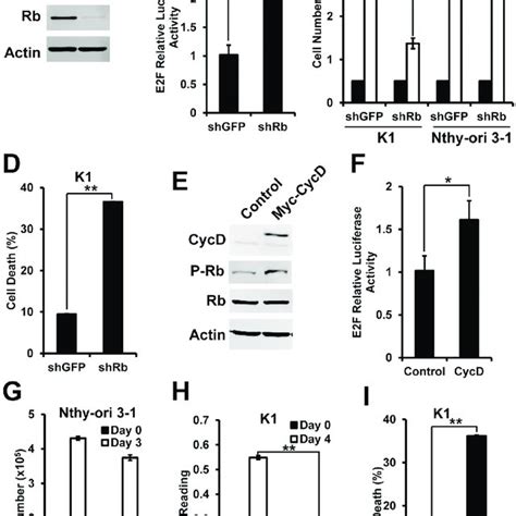 Enhanced E2f Activity Induced Cell Death In K1 Cells A Immuno Blot Download Scientific