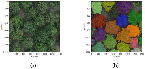 Remote Sensing Free Full Text Tree Crown Segmentation And Diameter