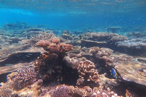 Banana Reef All You Should Know Before Going 2026 With Reviews