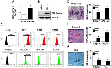 Characterization Of Pd Mscs Prl 1 Using A Nonviral Electroporation