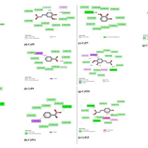 Molecular Interactions Between 5α Reductase And The Potential