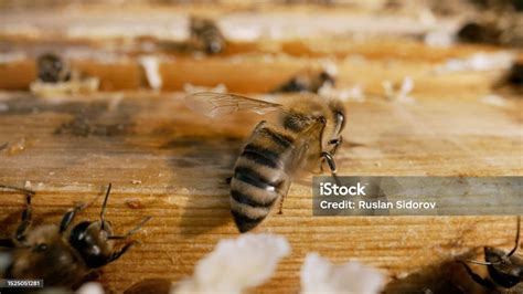 벌집 안의 꿀벌들 벌집 클로즈업 벌집 매크로의 꿀벌 식민지 벌집에서 꿀을 먹는 꿀벌 양봉장에서 벌집 모양의 벌집 프레임에 꿀벌을 닫습니다 꿀벌 농장 벌집에 꿀벌 클로즈업 0