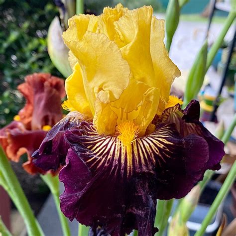 Bearded Iris Dragon Drums Garden Express
