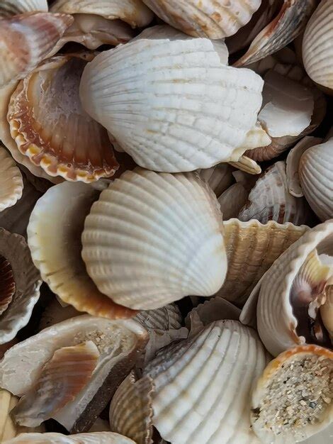 Premium Photo Natural Shell Background Texture Many Seashells Top