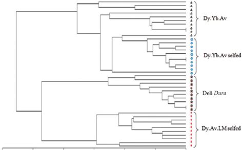UPGMA Clustering Of Four Different Segregating Populations I E Dumpy Download Scientific