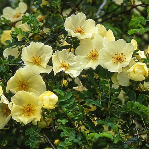 Datei Ormiston Roy David Austin Roses 1 2 W  Rose Biblio