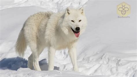 Arctic Wolf The Majestic Predator Of The Frozen North