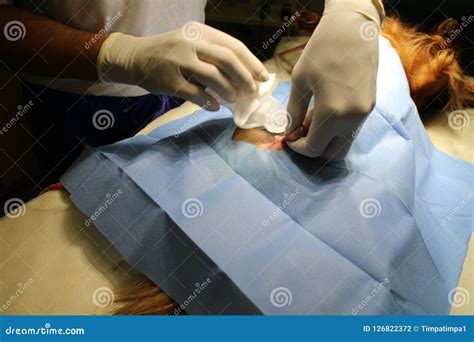 796 Castration Photos Libres De Droits Et Gratuites De Dreamstime