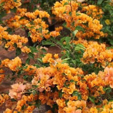 The Lively Contrast A Complementary Garden Design Ddvc Group