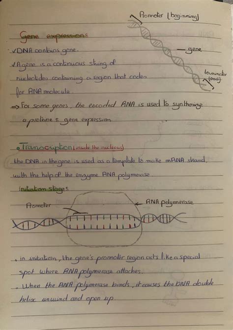 Solution Visualizing Gene Expression And Protein Synthesis A Guide