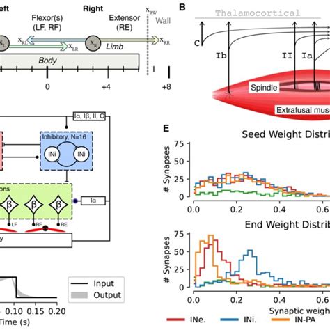 Evolution Of Synaptic Input Weights Across The Neuron Types During The Download Scientific