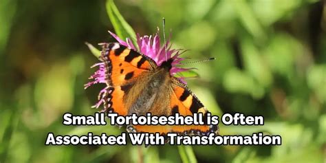Small Tortoiseshell Spiritual Meaning Symbolism And Totem 2026