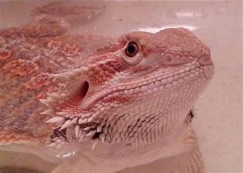 My Dragon Izzy Had Her Bath 🦎 Rbeardeddragons