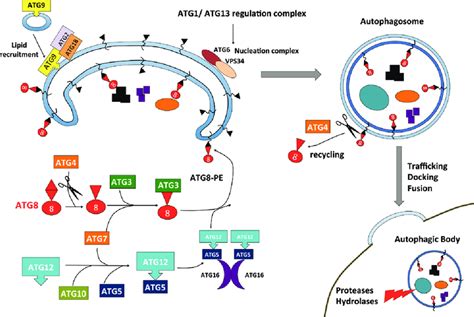 Schematic Representation Of The Different Steps Of The Autophagy