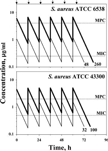 In Vitro Dynamic Model A Previously Described Dynamic Model 3 Was