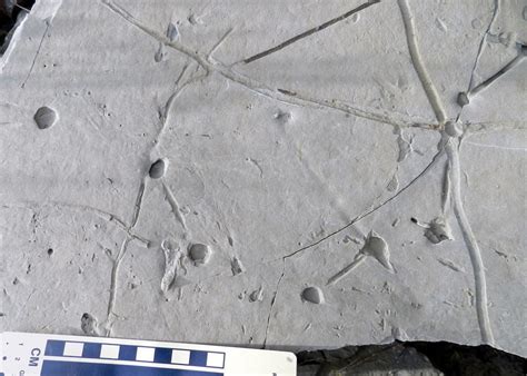 Trace Fossils Life Traces Of The Georgia Coast