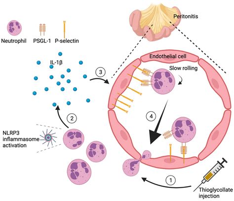 A Likely Interpretation Of Our Results 1 Thioglycollate Injection Download Scientific Diagram