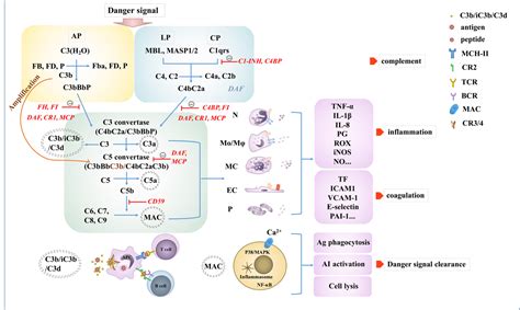Complement In Structure And Immune Homeostasis In Placenta Advance