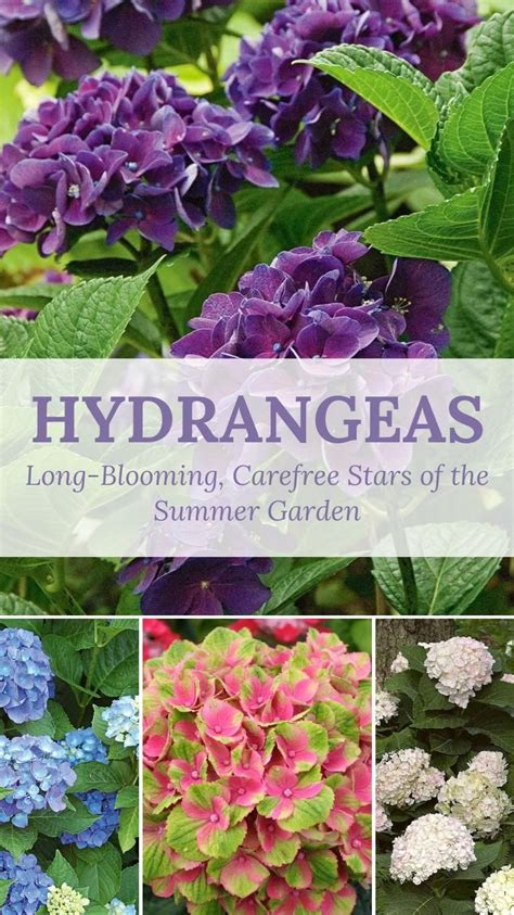 Hydrangea Care Growing Propagating And Drying Hydrangea Flowers Artofit