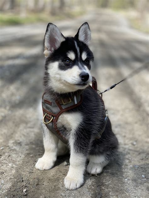124 Best Rpomsky Images On Pholder So Precious 😍