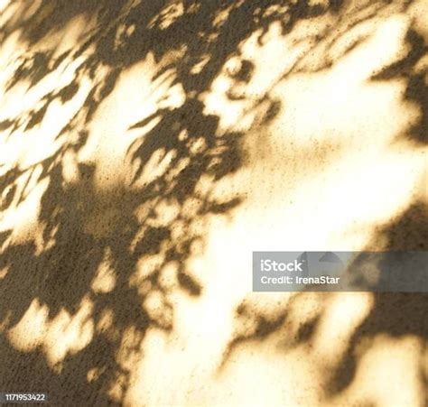 배경 및 벽지에 대한 질감 갈색 벽에 떨어지는 자연 잎 나뭇 가지의 추상 그림자 배경 0명에 대한 스톡 사진 및 기타 이미지 0명 개념 개념과 주제 Istock