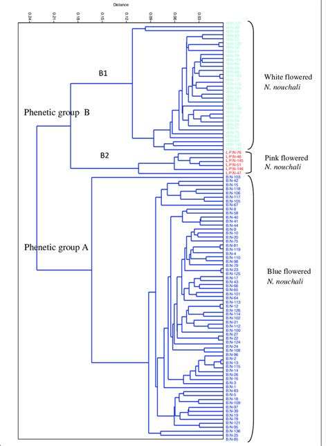 Dendrogram Produced From The Multivariate Analysis Of Morphological Download Scientific Diagram
