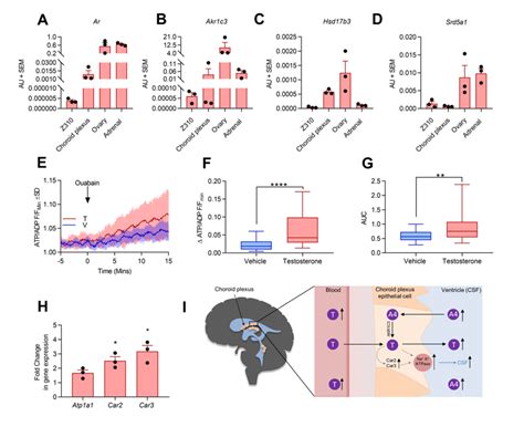 Functional Effect Of Testosterone On Rodent Choroid Plexus A D Mrna Download Scientific