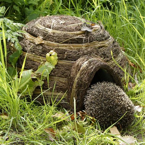 How To Create A Hedgehog Habitat At Cameron Whitman Blog