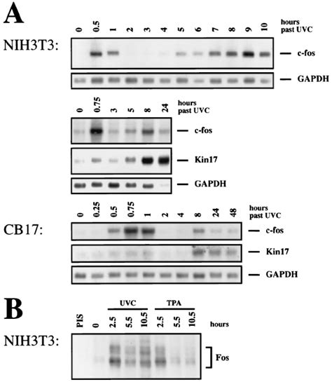 Time Course Of C Fos And Kin17 Mrna Induction By Uv A Nih 3t3 And