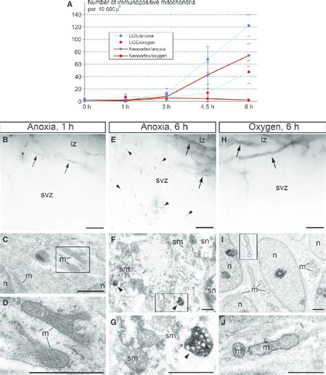 Oxygenation Of Post Mortem E135 Mouse Embryonic Brains Attenuates The Download Scientific