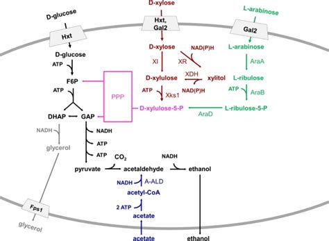 Saccharomyces Cerevisiae Strains For Second Generation Ethanol Production From Academic