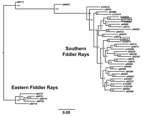 maximum likelihood phylogram of relationships among fiddler rays based