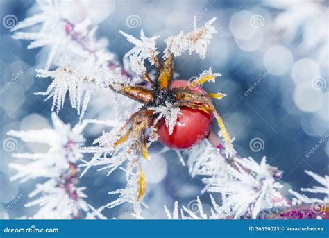 Frozen Hip Stock Image Image Of Bush Nature Crystal 36650023