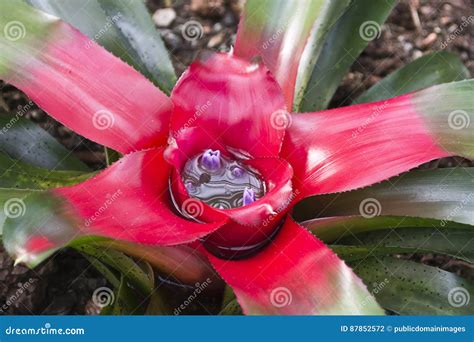 Neoregelia Carolinae Tropical Plant Picture Image 87852572