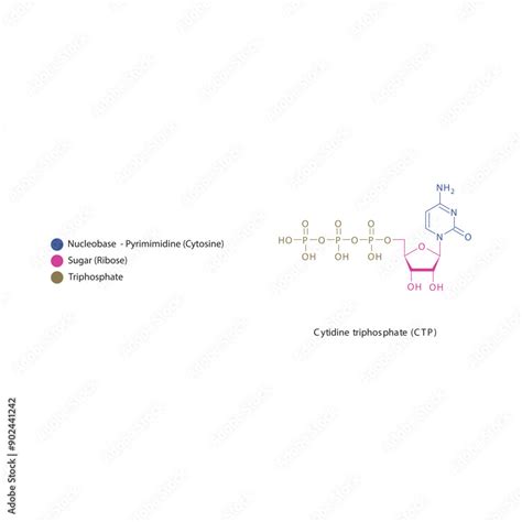 Cytidine Triphosphate Ctp Skeletal Structure Schematic Illustration Nucleoside Molecule