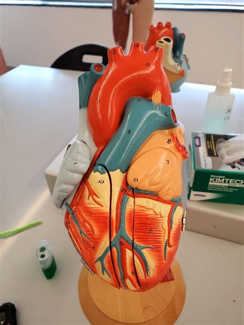 Anterior View Heart Model Diagram Quizlet