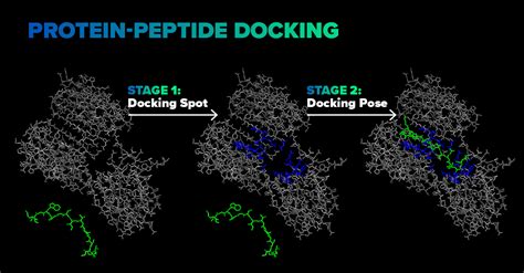 protein peptide docking softserve