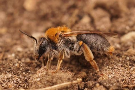 Closeup Shot Of A Female Red Tailed Mining Bee On The Ground Stock Image Image Of Hard Pretty