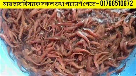 শিং মাছ চাষের মাধ্যমে দ্রুত সফল হওয়ার উপায় দেশী শিং মাছের পোনা শিং মাছ চাষ পদ্ধতি Youtube