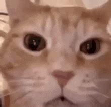 Laughing Cat ‑it Tenor