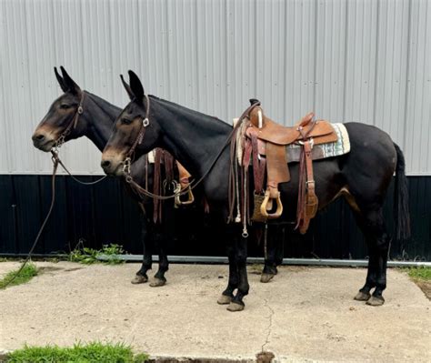 Haley And Hannah 2016 And 2015 Grade Black Molly Mules
