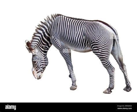Zebra On Grass Cut Out Stock Images And Pictures Alamy