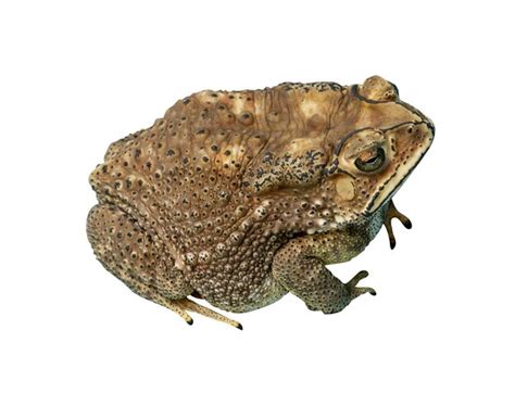 Premium Photo Gray Toad Isolated On White Background With Clipping Path
